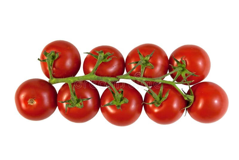 Small vine ripe tomatoes stock photo. Image of appetizer - 96579840