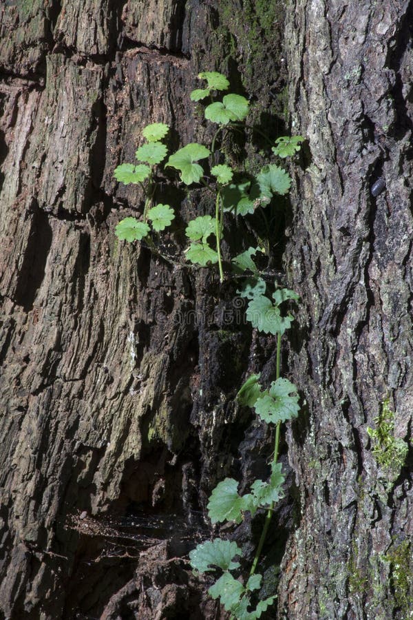 Vine on tree bark stock photo. Image of tiny, leaves - 124219206