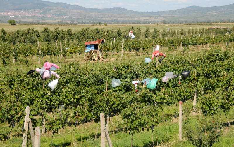 Small vineyard stock photo. Image of panoramic, serene - 11092718