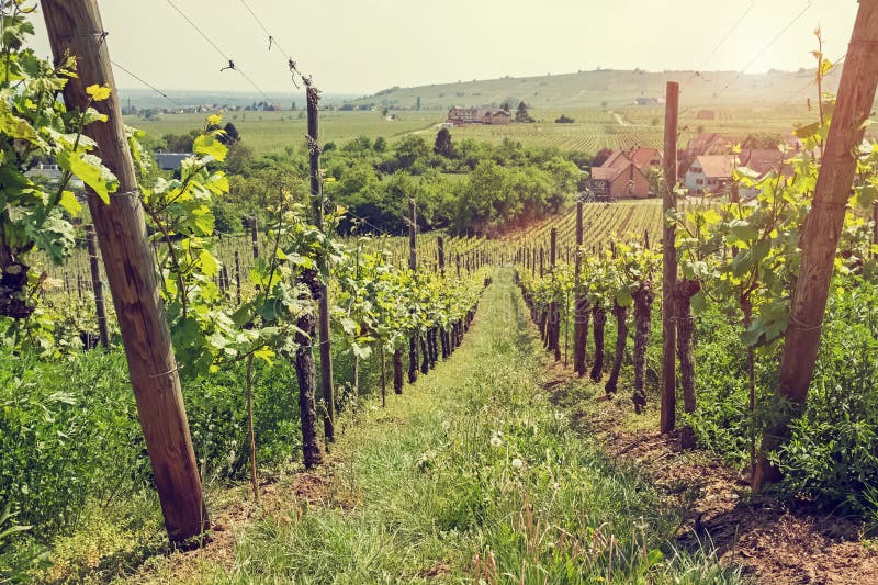 Small Vineyard at Sunlight on Summer Day Stock Image - Image of spring ...