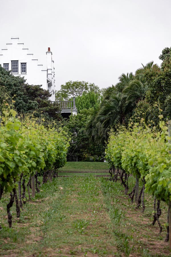 Small Vineyard, Backyard of Home Winery, Two Rows of Grape Vines. Stock ...