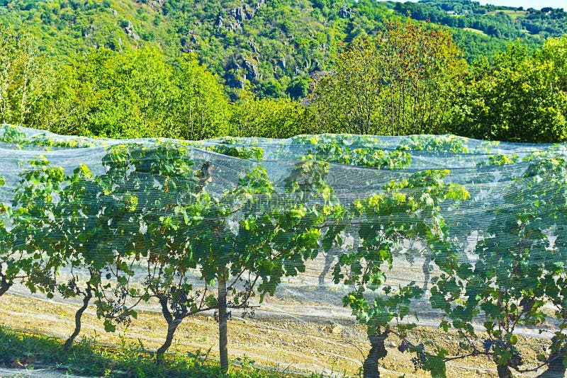 Small Vineyard stock image. Image of agriculture, growth - 78509755