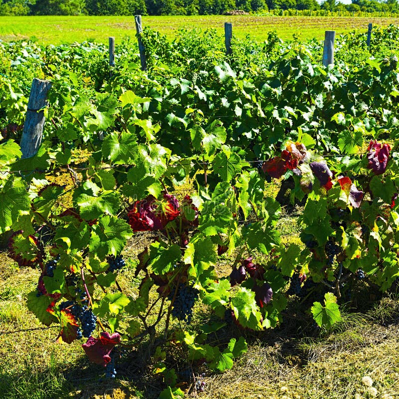 Small Vineyard stock photo. Image of france, rural, plant - 78662612