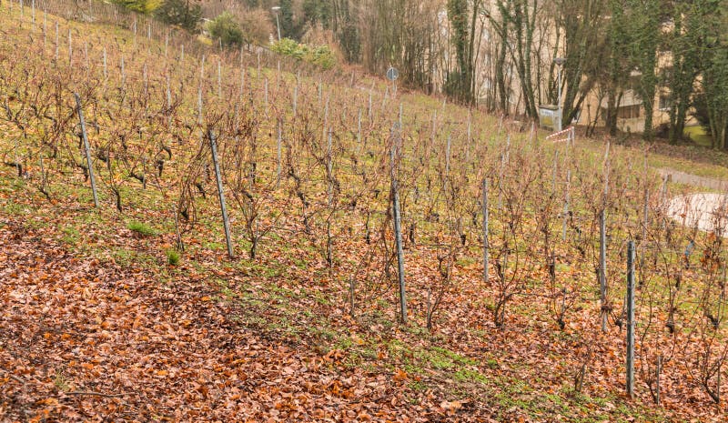 Small Vineyard in Switzerland Stock Photo - Image of europe ...