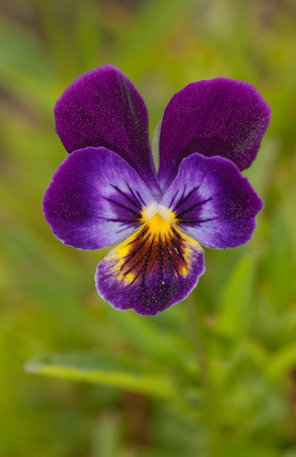 Small violet flowers stock image. Image of nature, small - 19426031