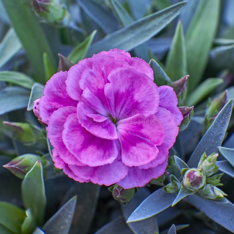 Violet carnation flower stock image. Image of leaf, floral - 32663825