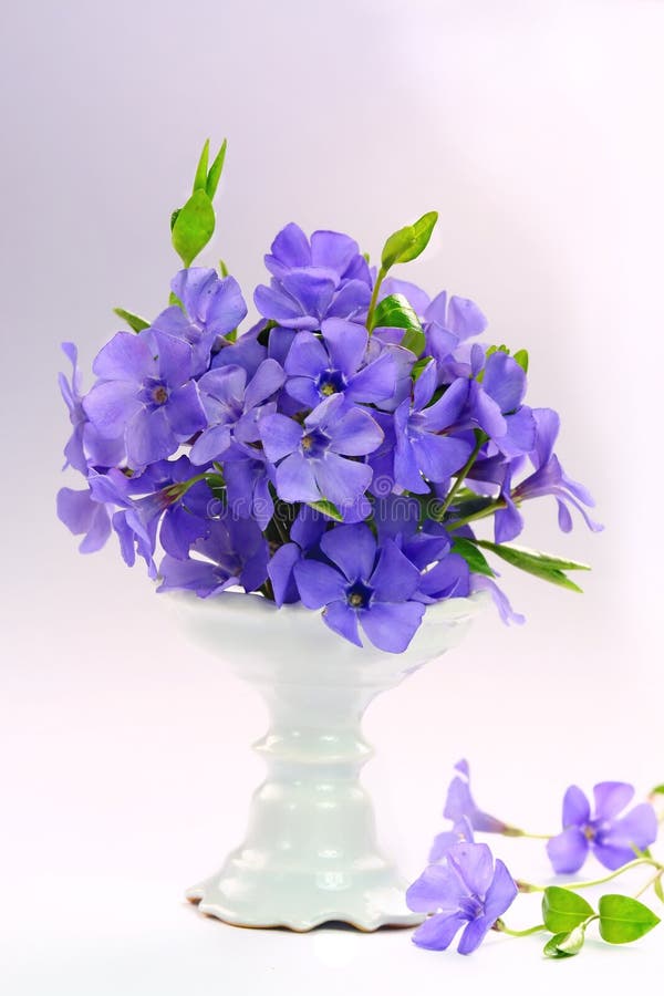 Small violet flower stock image. Image of flower, bunch - 4808707