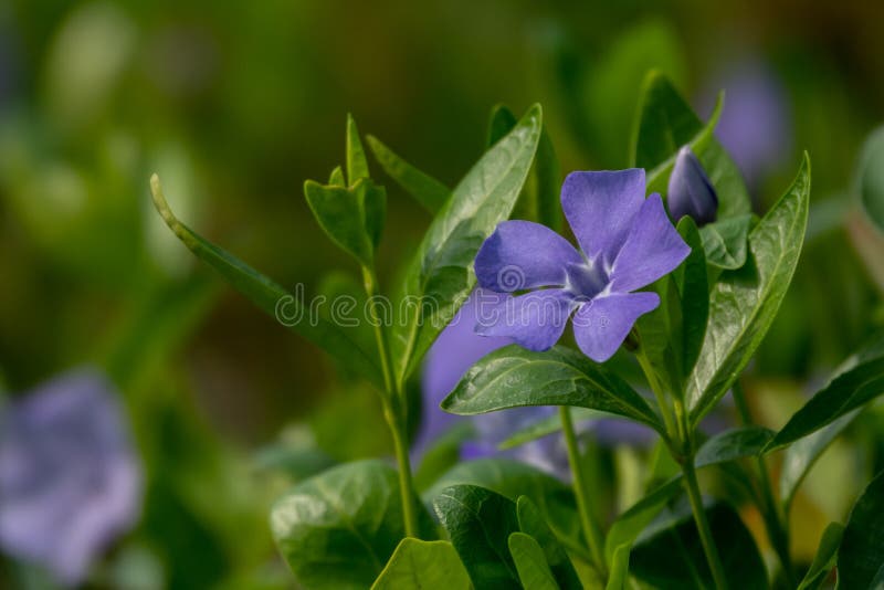 Small Violet Flowers, Abstract Soft Floral Background Stock Image ...