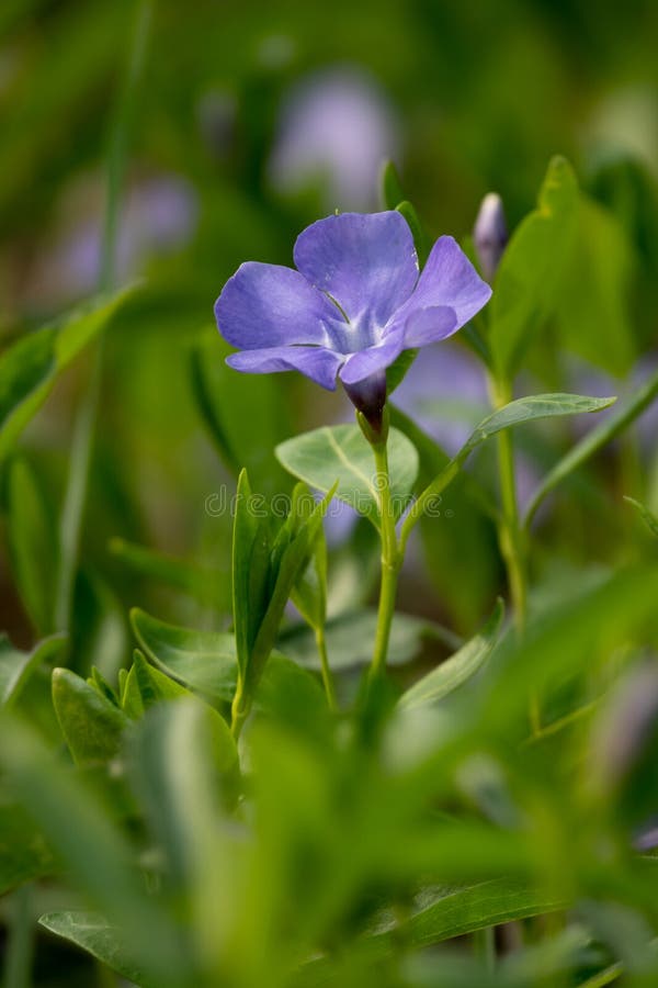 Small Violet Flowers, Abstract Soft Floral Background Stock Image ...