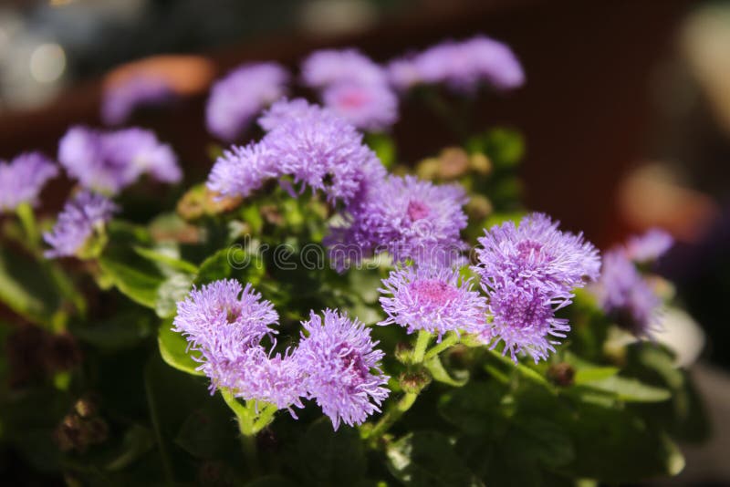 Small Violet Flowers stock photo. Image of asteraceae - 250030100