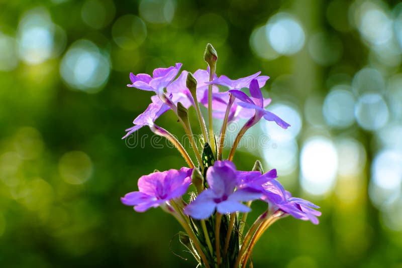 The Small Violet Flowers with the Green Nature Stock Image - Image of ...