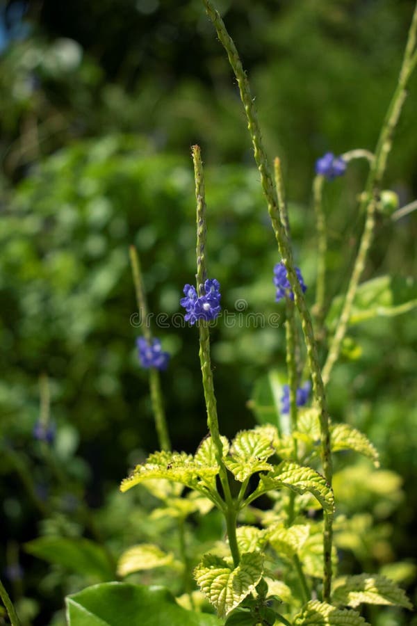 Small Violet Flowers in Our Garden Stock Image - Image of flora ...