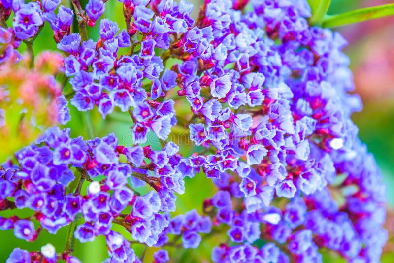 Small violet flowers stock image. Image of trees, christmas - 74831171