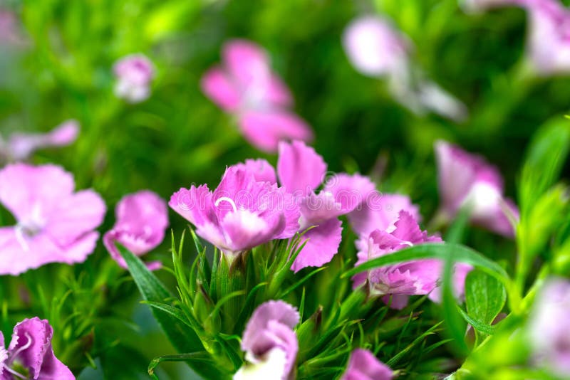 Small Violet Selective Focus Flower for Background of Art Work and ...