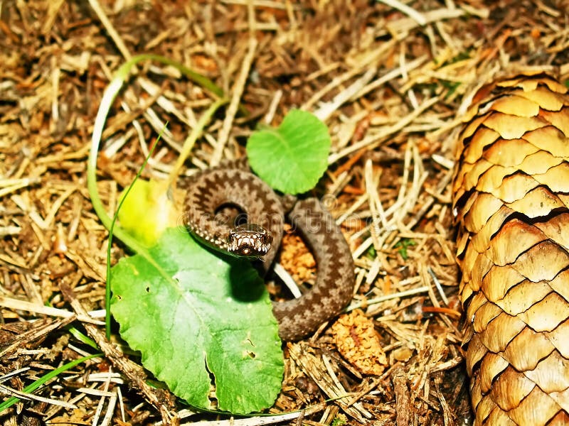 A small viper snake mouth stock image. Image of food - 174904837