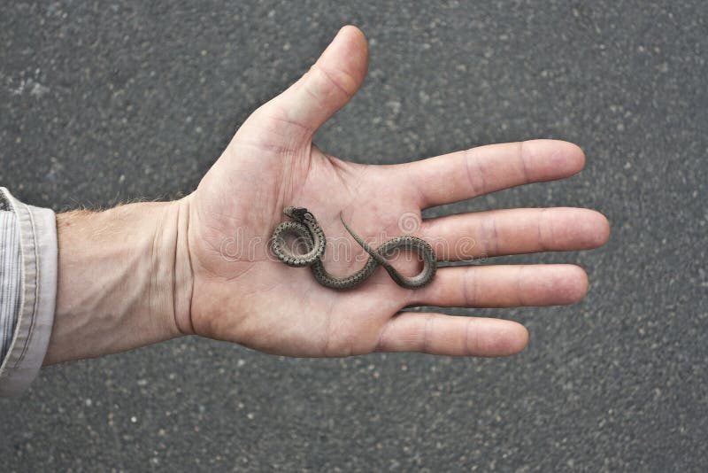 Small viper in the hand stock photo. Image of animal - 34105416