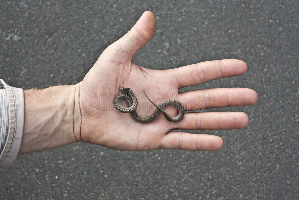 Small viper in the hand stock photo. Image of animal - 34105416
