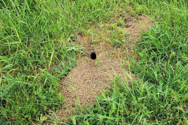 Small vole mouse hole stock image. Image of lawn, grass - 254899377
