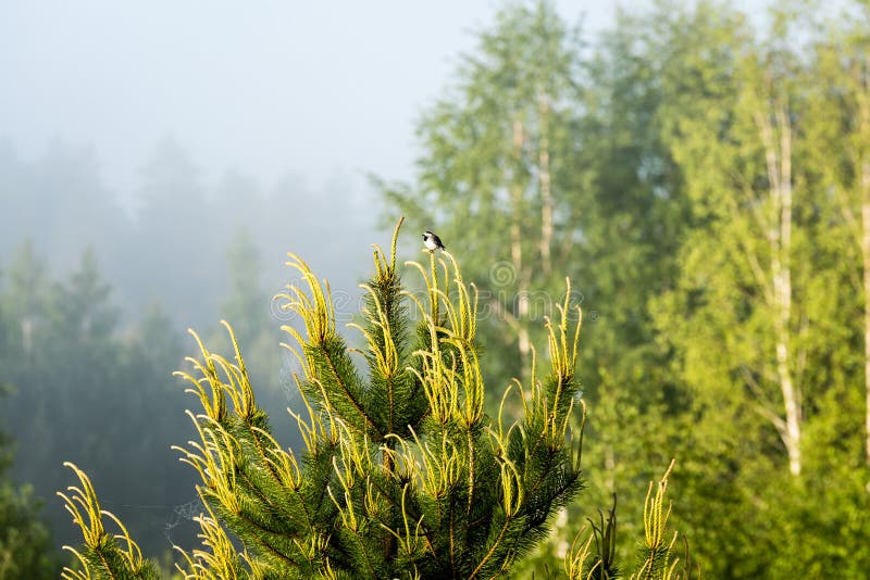 Small Wagtail Bird on a Pine Tree Branch Stock Image - Image of rivers ...