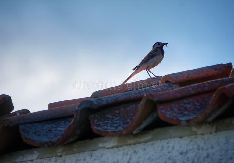 A Small Wagtail on the Roof Stock Image - Image of iron, wagtail: 251414527
