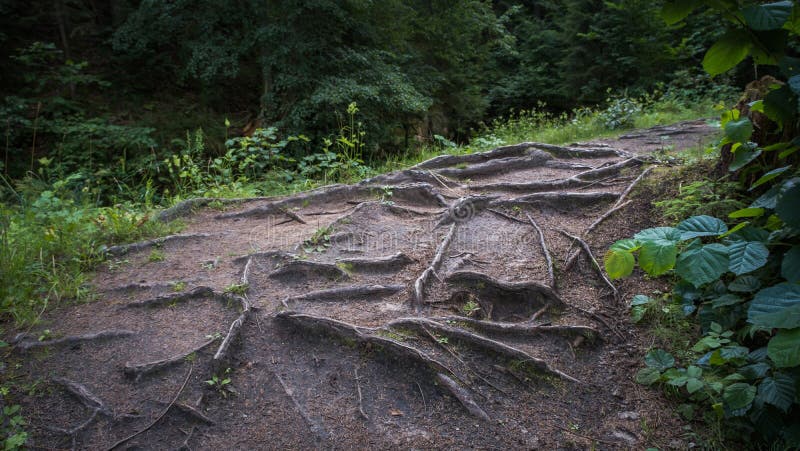 833 Roots Tree Walking Path Stock Photos - Free & Royalty-Free Stock ...