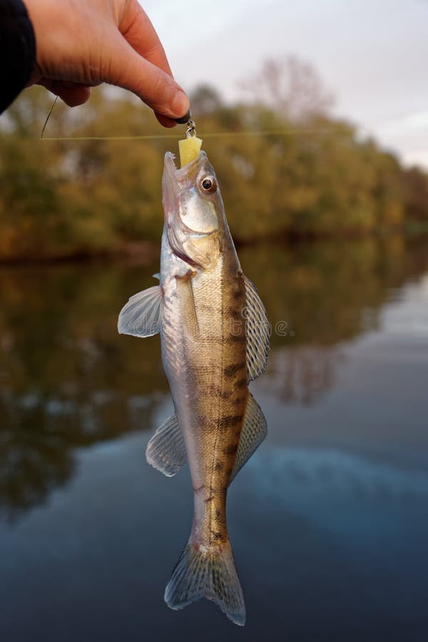 Small Walleye in Fisherman S Hand Stock Photo - Image of animal, lure ...