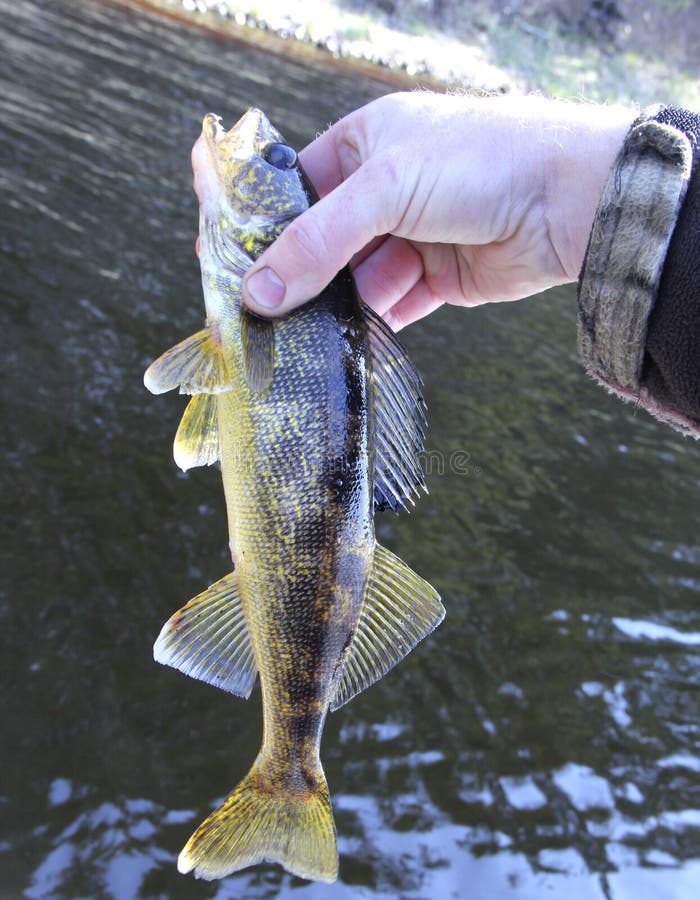 Small Walleye in Fisheman S Hand Stock Photo - Image of catch, hook ...
