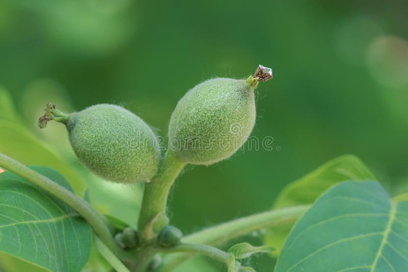 Walnut fruits stock image. Image of walnut, fruit, regia - 39580803