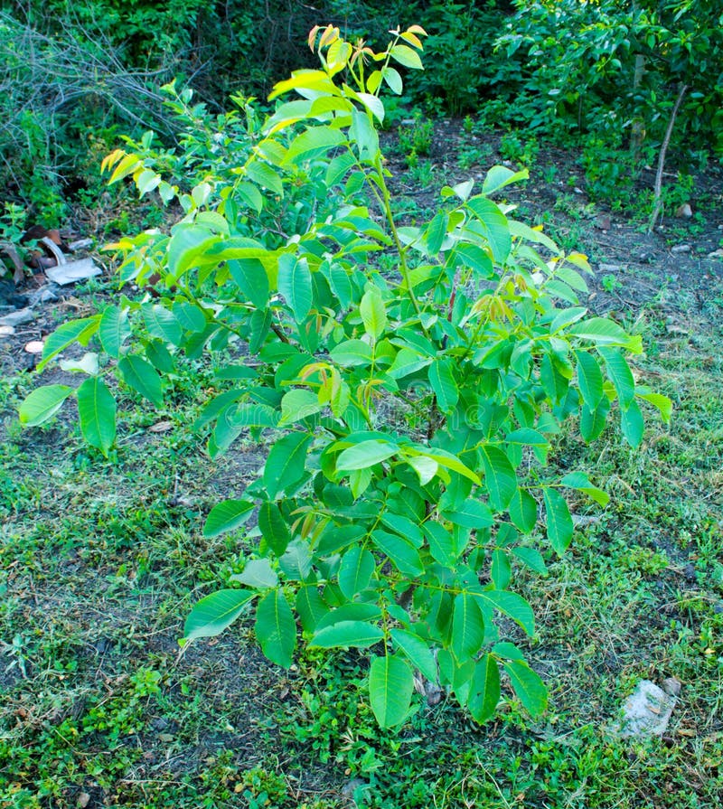 A Small Walnut Tree Stands Alone Near the Garden Stock Photo - Image of ...