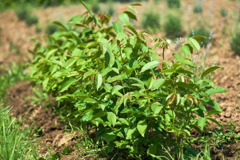 Small Walnut Trees in a Nursery Stock Photo - Image of cultivation ...