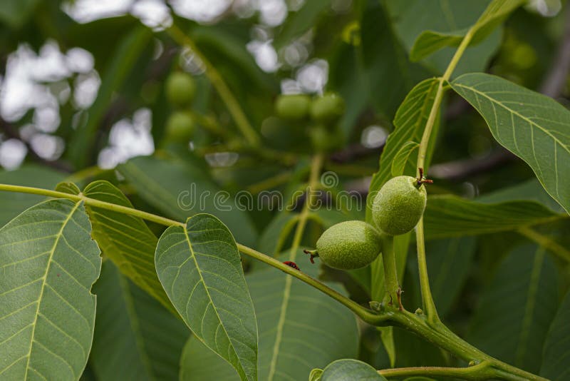 Small Walnuts on Walnut Tree Branch Stock Photo - Image of europe ...
