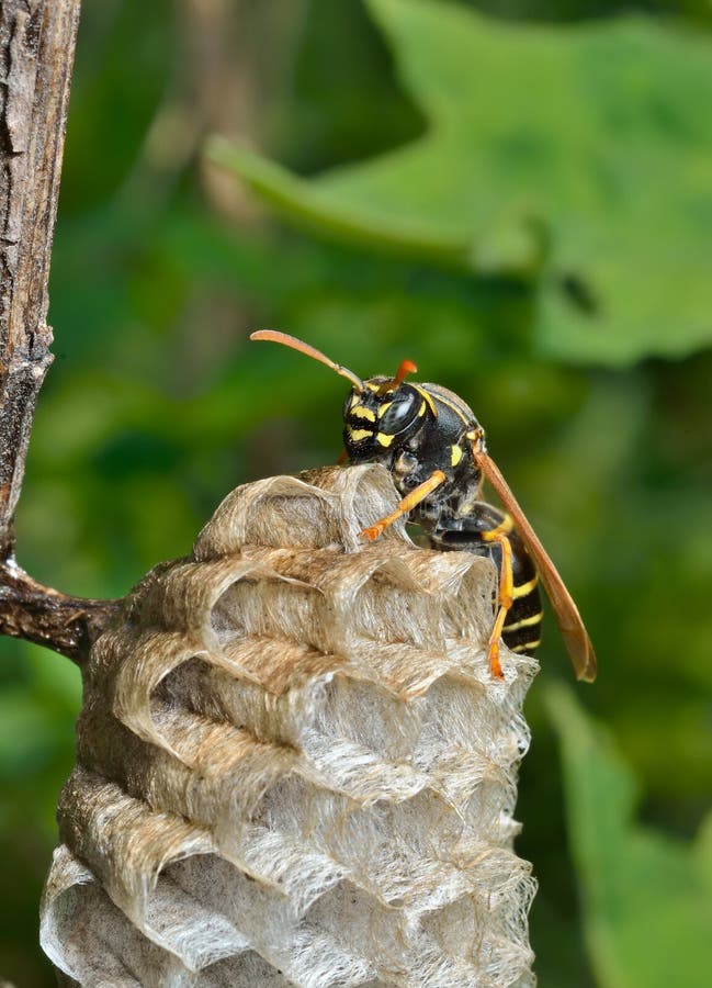 Wasp 9 stock photo. Image of sting, entomology, detail - 13601182