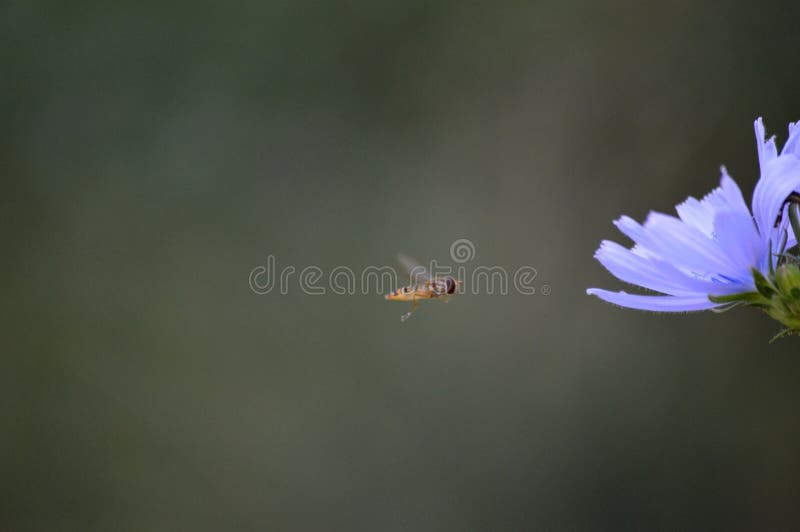Small Wasp Flies Towards a Blue Flower Stock Image - Image of small ...