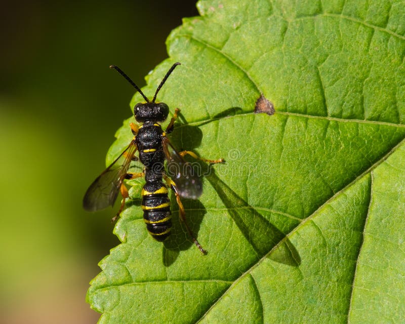 Small Wasp Insect on a Green Leaf in Summer Stock Photo - Image of leaf ...
