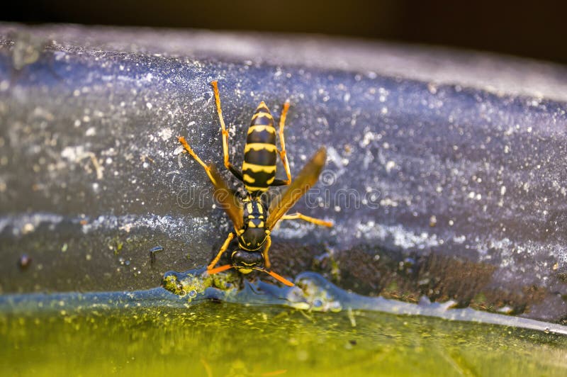 A Small Wasp Insect on a Plant in the Meadow Stock Image - Image of ...
