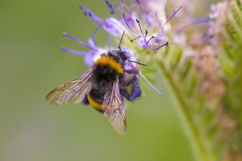 A Small Wasp Insect on a Plant in the Meadow Stock Image - Image of ...