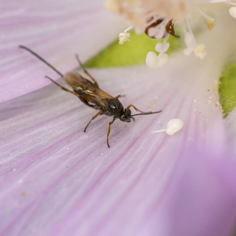 A Small Wasp Insect on a Plant in the Meadow Stock Photo - Image of ...