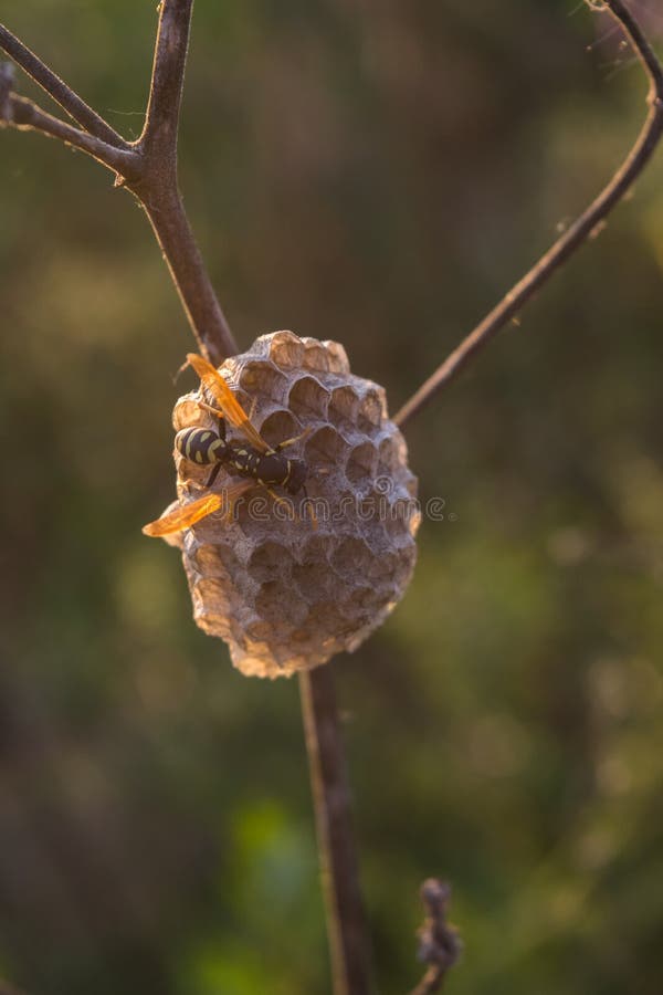 Small Wasp Nest in Open Field at Daylight Stock Photo - Image of insect ...