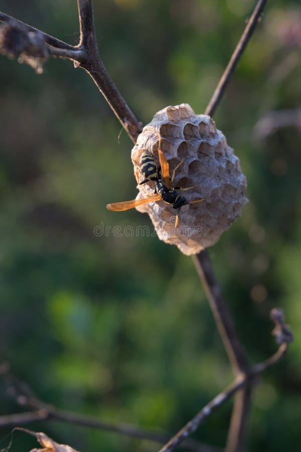Small Wasp Nest in Open Field at Daylight Stock Photo - Image of insect ...