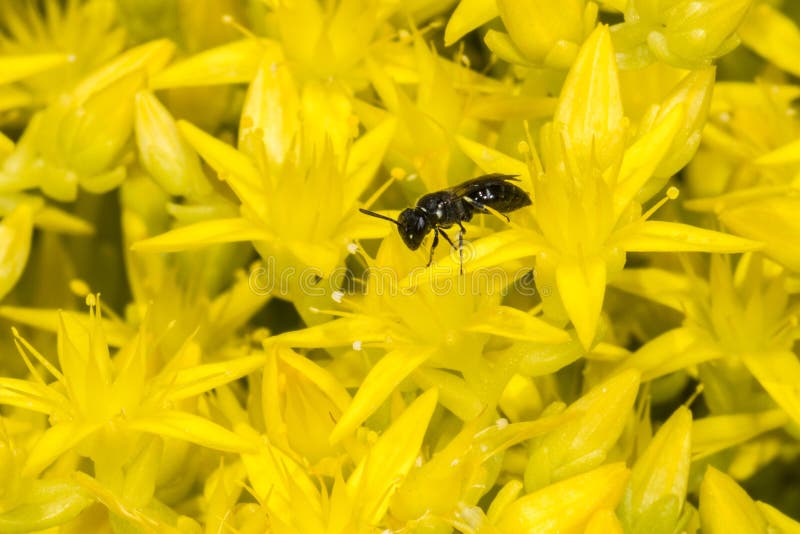 Small Wasp Head Taken with Microscope Objective Stacked from Many Shots ...