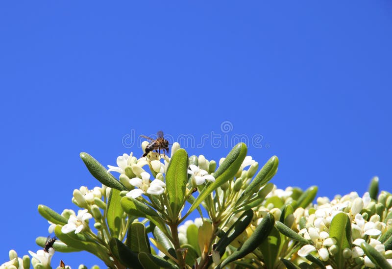 Small Wasp Head Taken with Microscope Objective Stacked from Many Shots ...