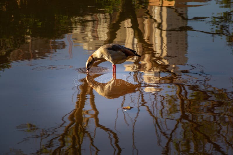 A Small Water Bird in a Lake. Stock Image - Image of surface, inside ...