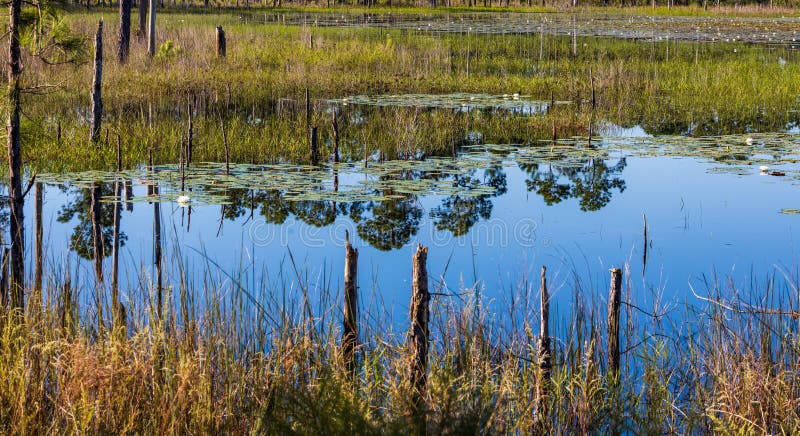 Small Water Body with Trees Reflected on the Surface Stock Photo ...