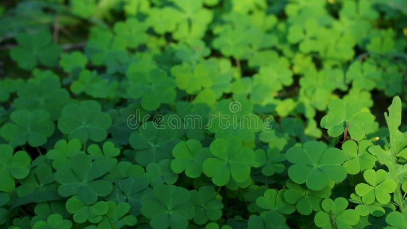 Small Water Clover Leaves Float Shifting Light and Shadow Stock Video ...
