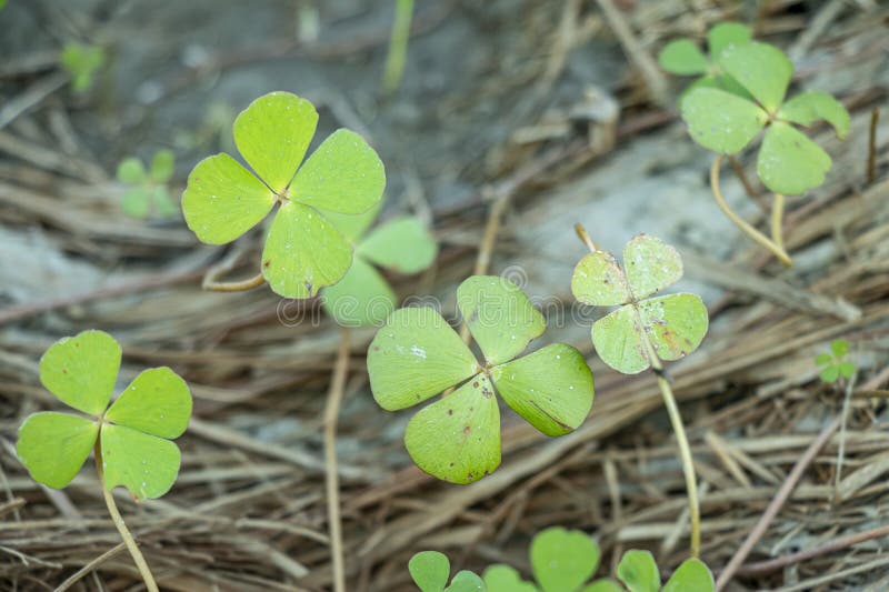 Small Water Clover, Marsilea Minuta Leaf is a Rare Variation Three Leaf ...