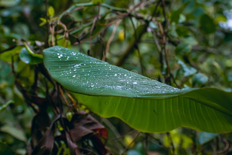 Small Small Water Drop Close-up Macro Shot in the Daytime Stock Image ...