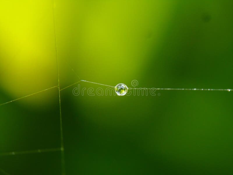Small Water Drop on a Spider Web Stock Image - Image of drop, water ...