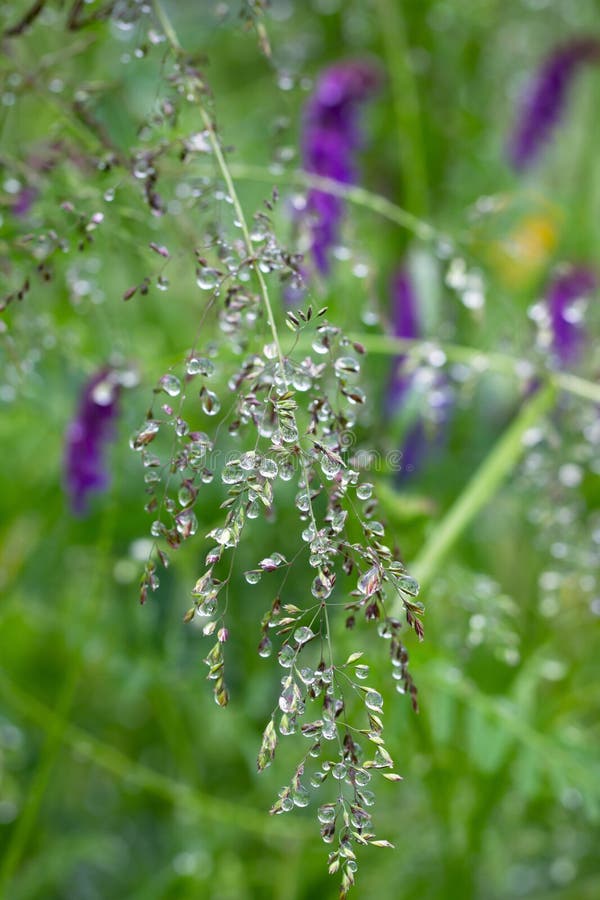Small Water Drops on a Grass Stock Image - Image of drop, green: 191087245
