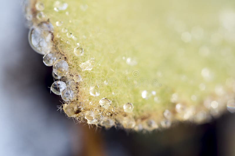Small Water Drops on a Green Spiky Leaf Stock Image - Image of small ...