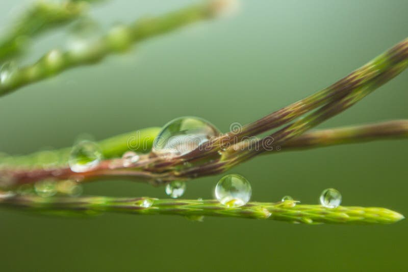 Small water drops macro stock image. Image of button - 35752509